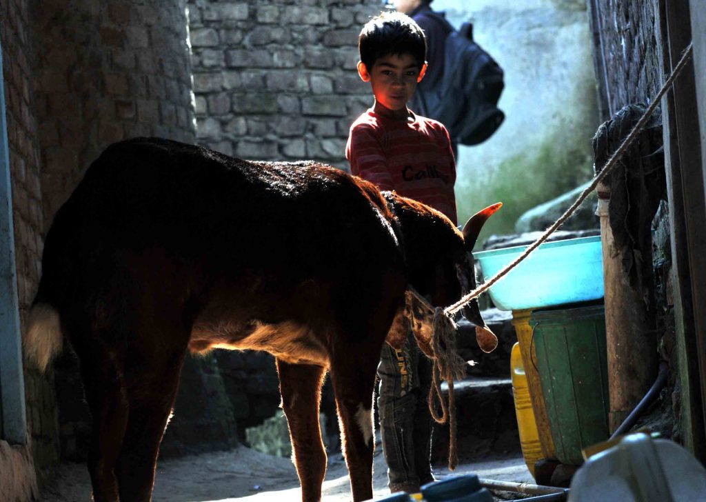 A Muslim boy looks at a goat before offering Eid al-Adha prayers - Hill ...