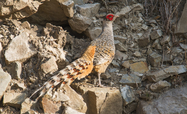 Captive Bred Cheer Pheasant Released Into The Wild - Hill Post