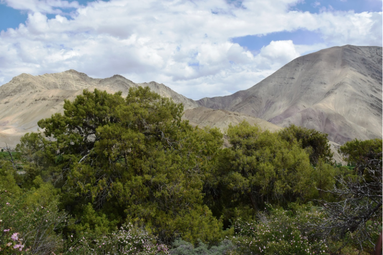 Hemis-Shukpachan - The land of Ladakh’s Sacred Juniper Trees - Hill Post