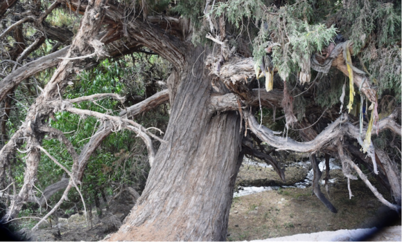 Hemis-Shukpachan - The land of Ladakh’s Sacred Juniper Trees - Hill Post