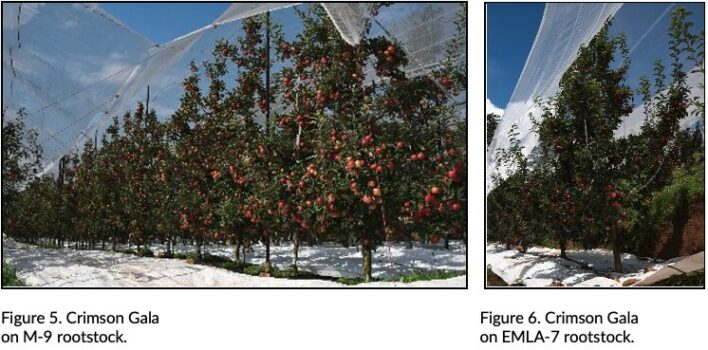 Apples – The Case for Dwarf Rootstocks - Hill Post