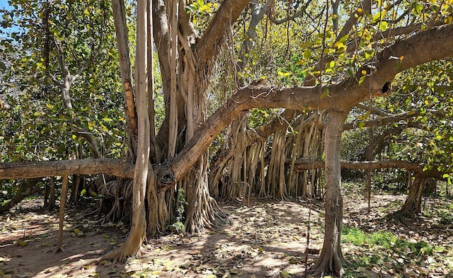 The Eternal Banyan: Punjab’s First Biodiversity Heritage Site - Hill Post