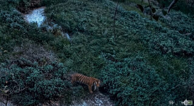 Tiger Sighted in Paonta Forest Of Himachal - Hill Post
